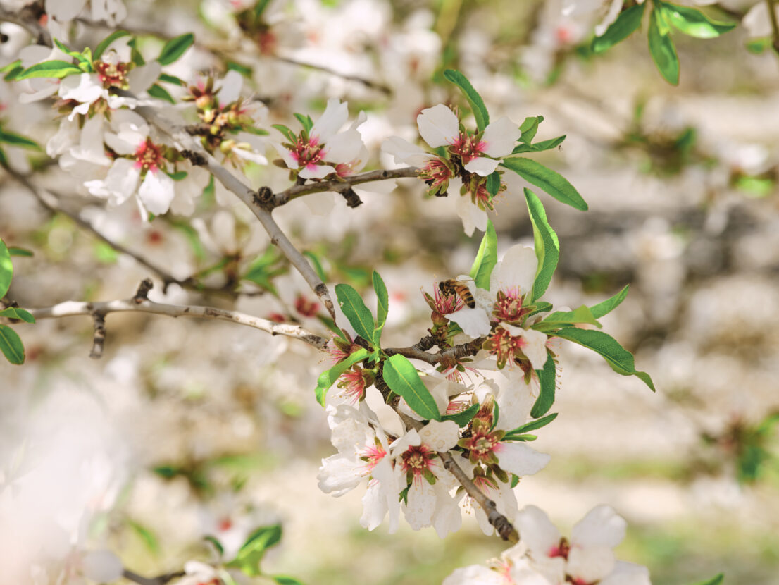 Harris Woolf Almonds: A blossoming legacy of sustainability - The ...