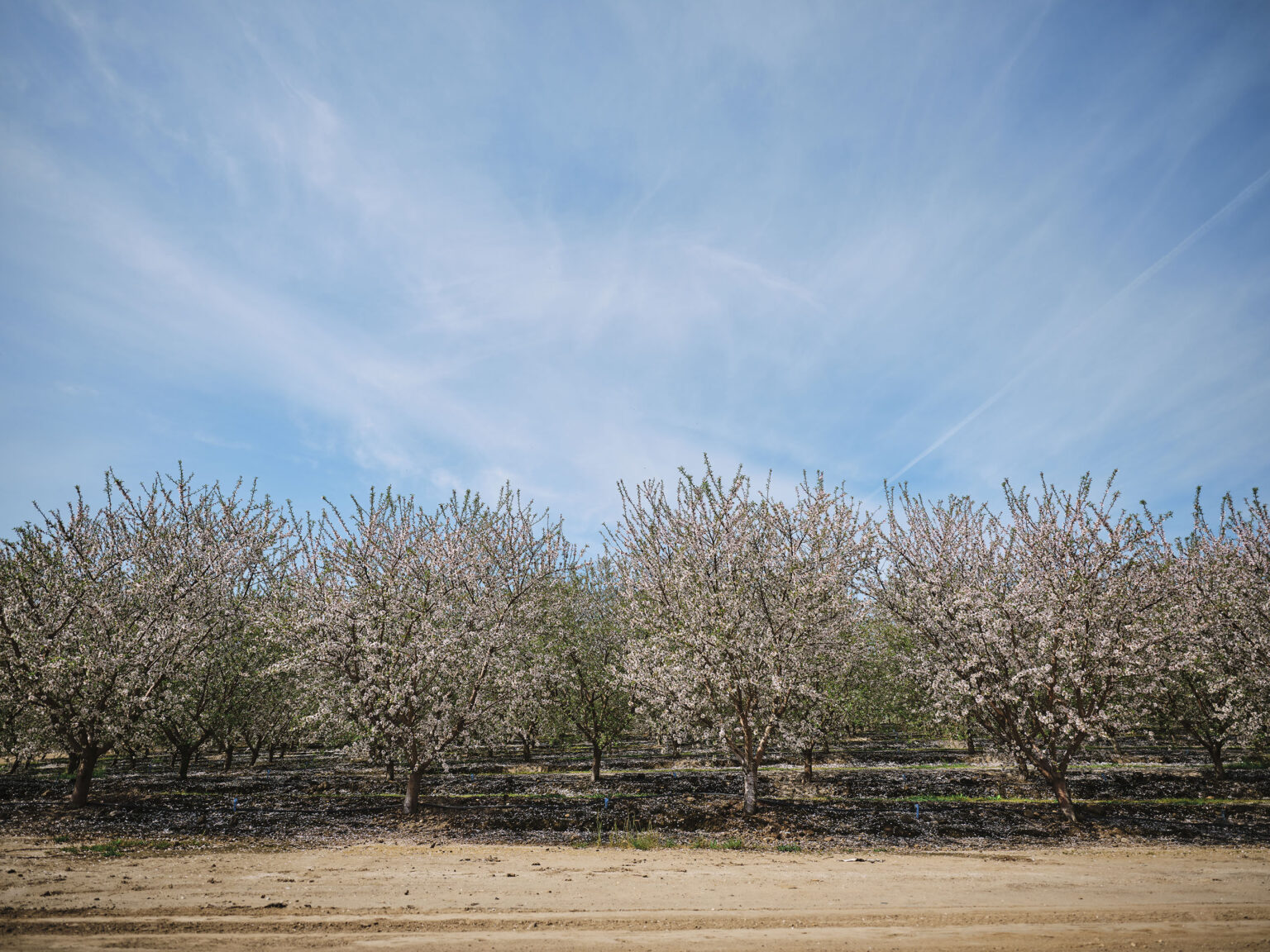 Harris Woolf Almonds: A blossoming legacy of sustainability - The ...