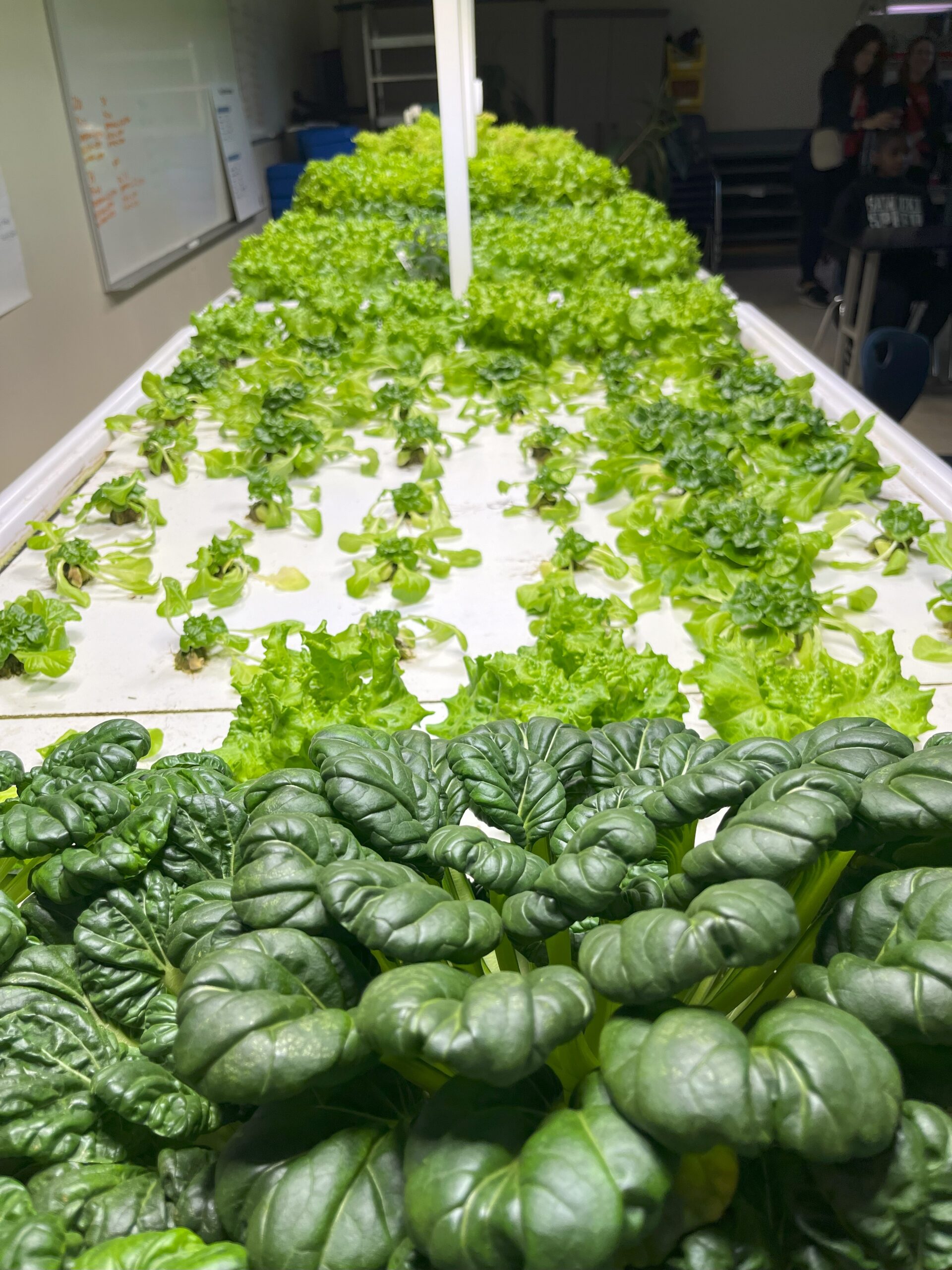 5 highlights from year three of our Full Futures school nutrition ...